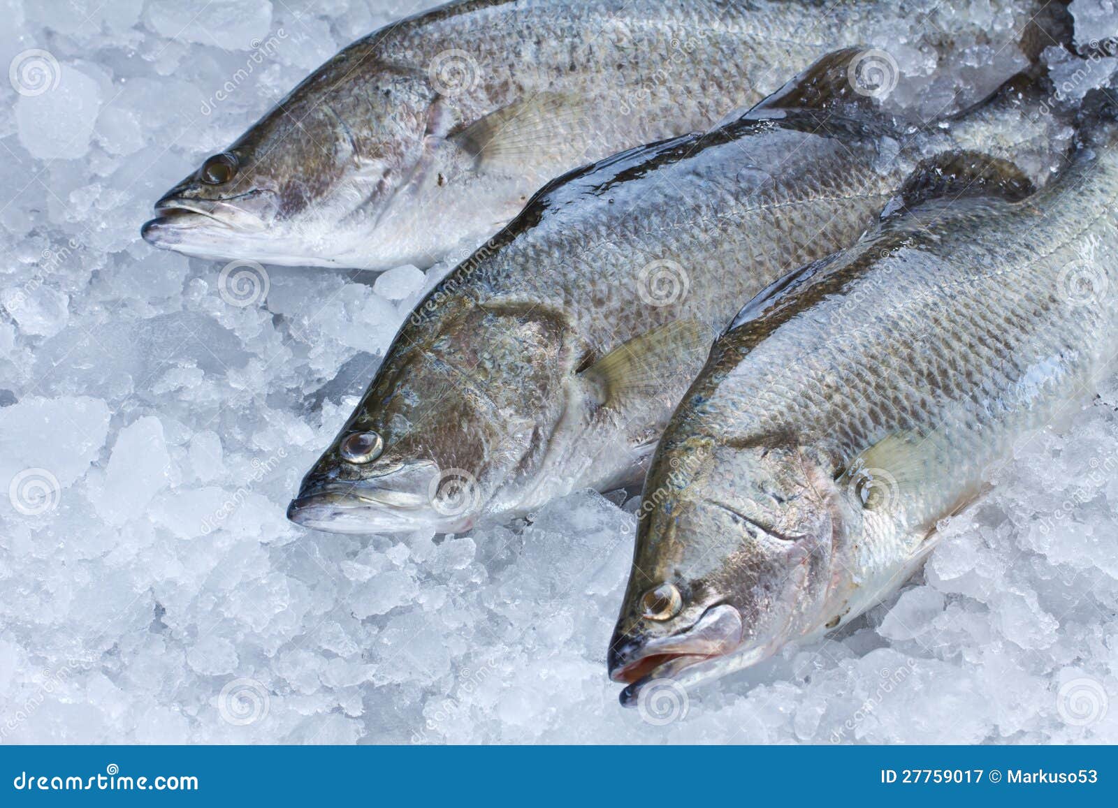 Verse Zeebaars stock afbeelding. Image of gekoeld, industrie - 27759017