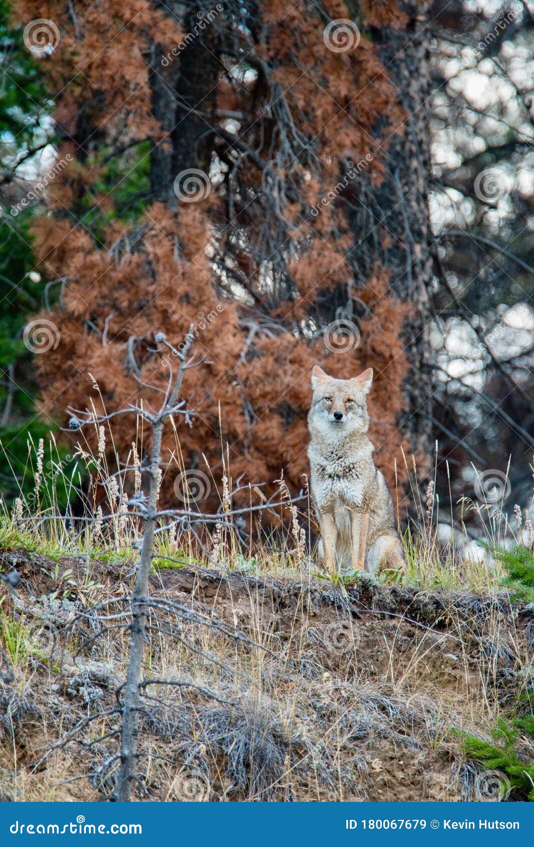 Smiling Coyote in the Wild stock image. Image of natural - 180067679