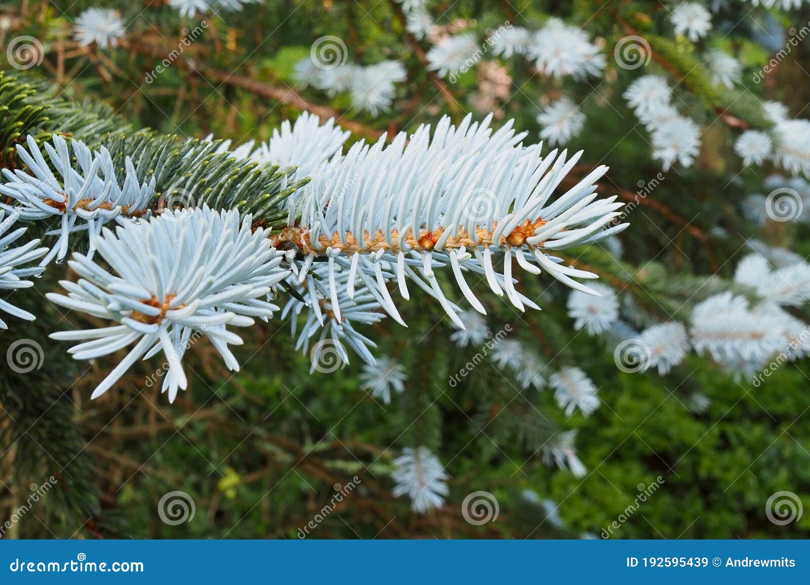 Blue Spruce Branch with Bright New Growth Stock Image - Image of bright ...