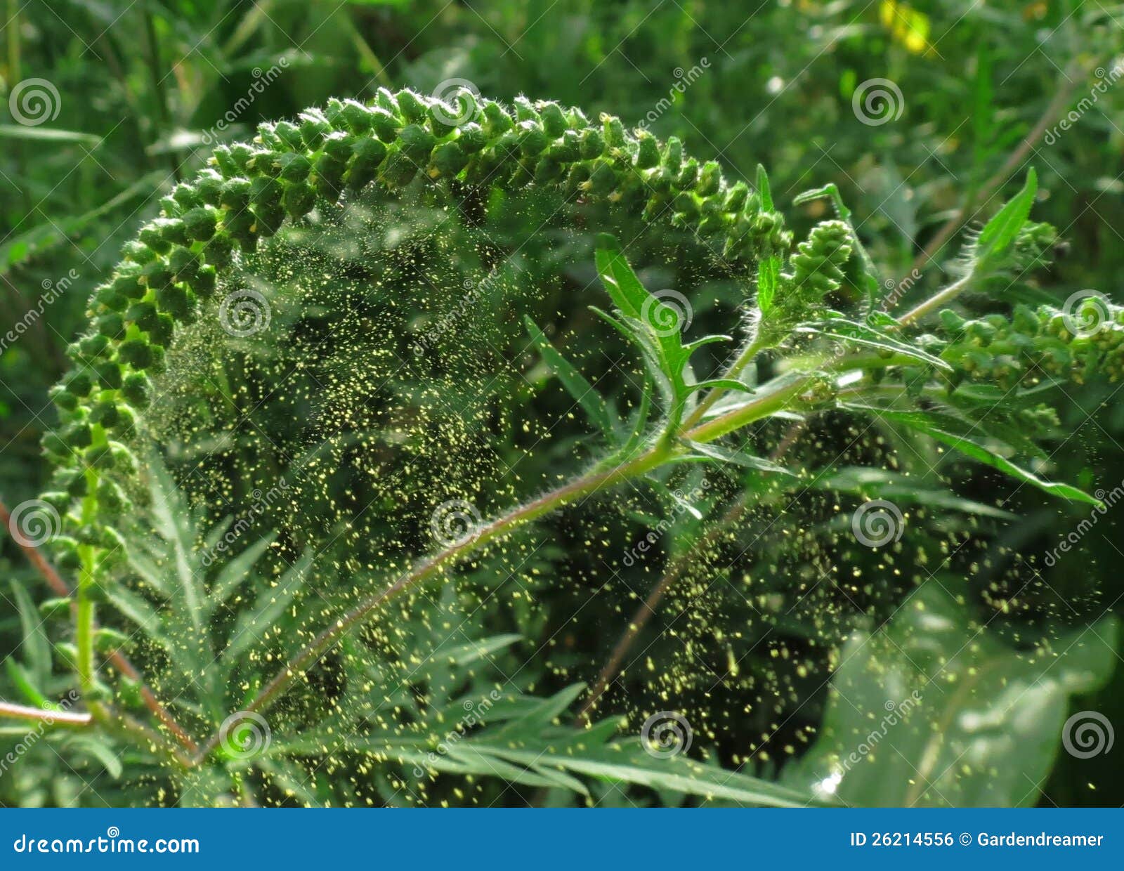 Versione Del Coregone Lavarello Di Ragweed Fotografia Stock - Immagine ...