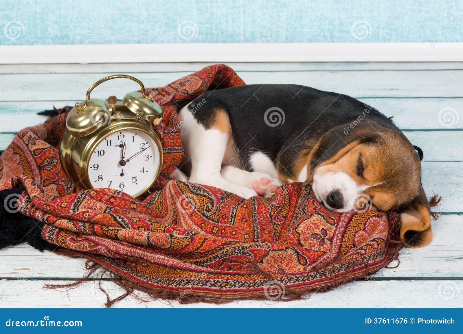 Verslapen stock foto. Image of slaperig, dier, weinig - 37611676