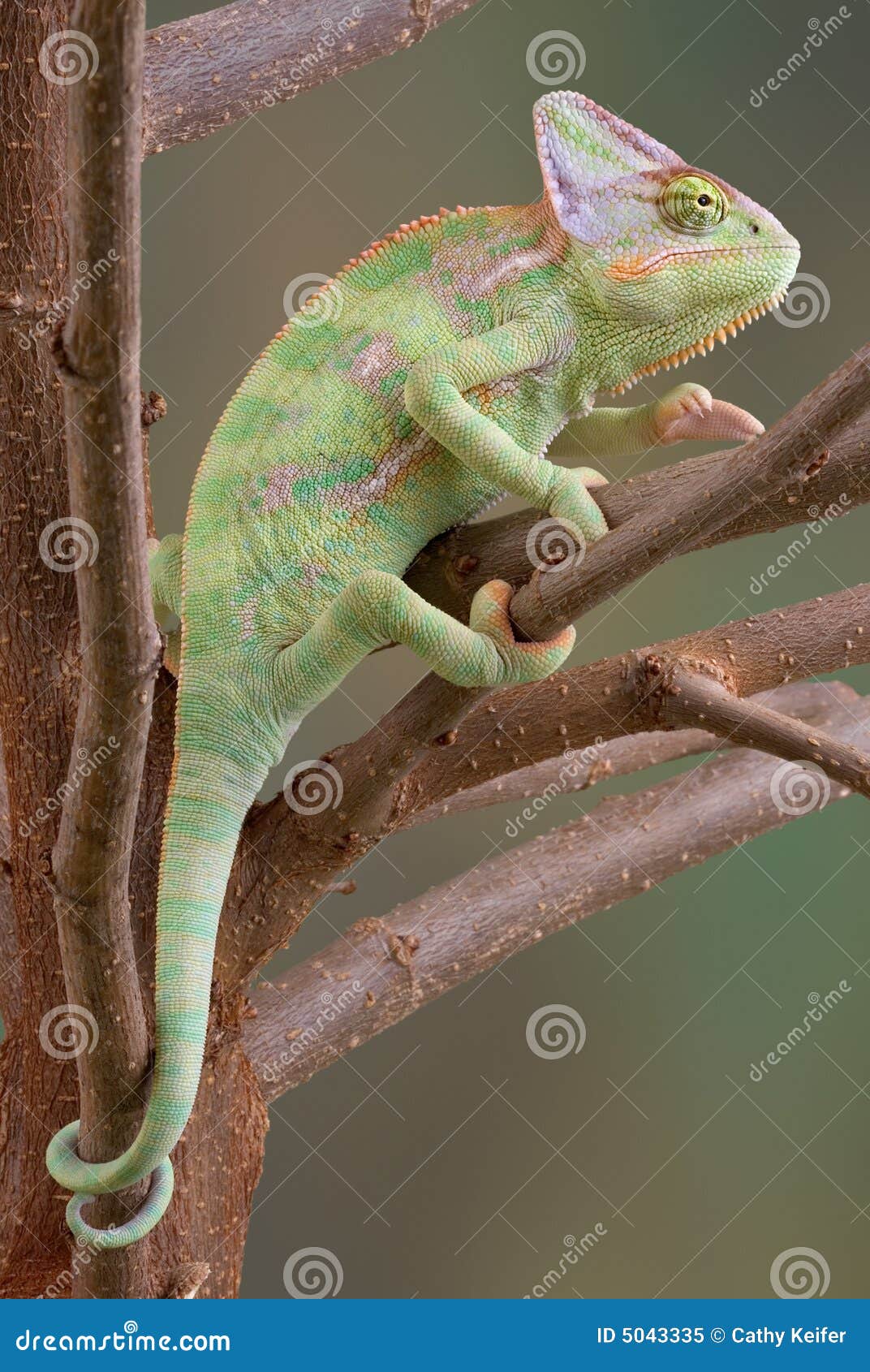 Versluierd Kameleon in Boom 2 Stock Afbeelding - Image of kameleon ...