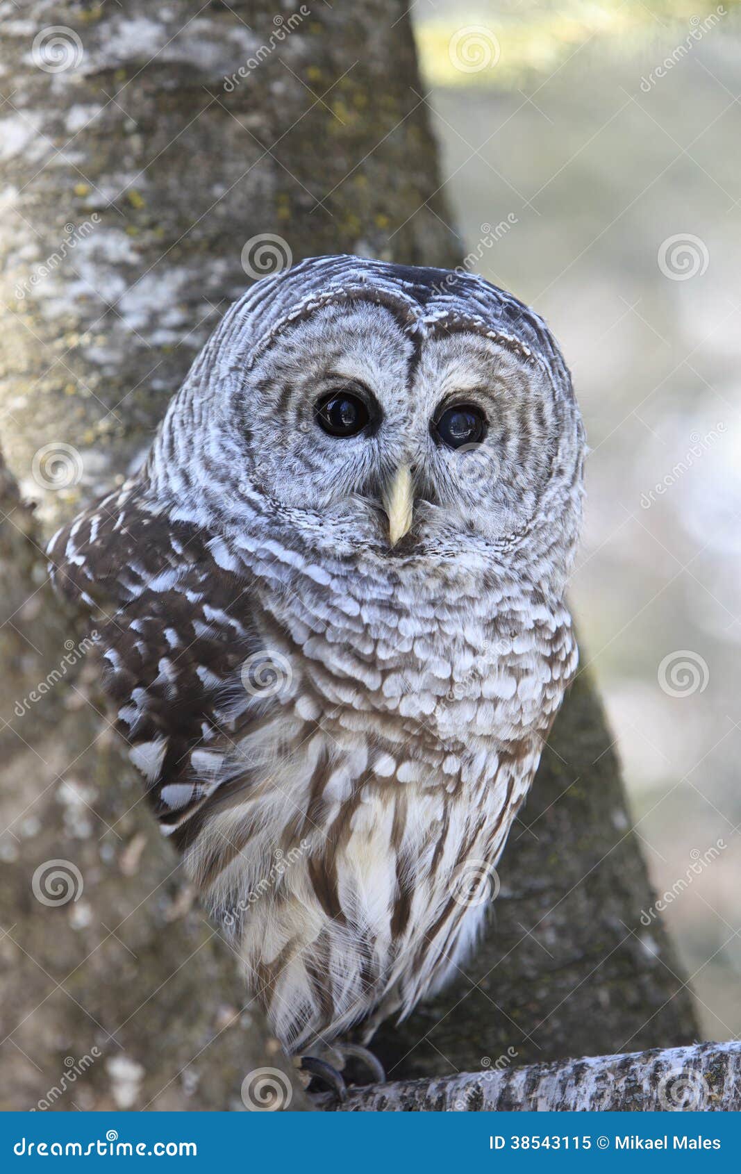 Versperde Die Uil in Boom Wordt Neergestreken Stock Afbeelding - Image ...