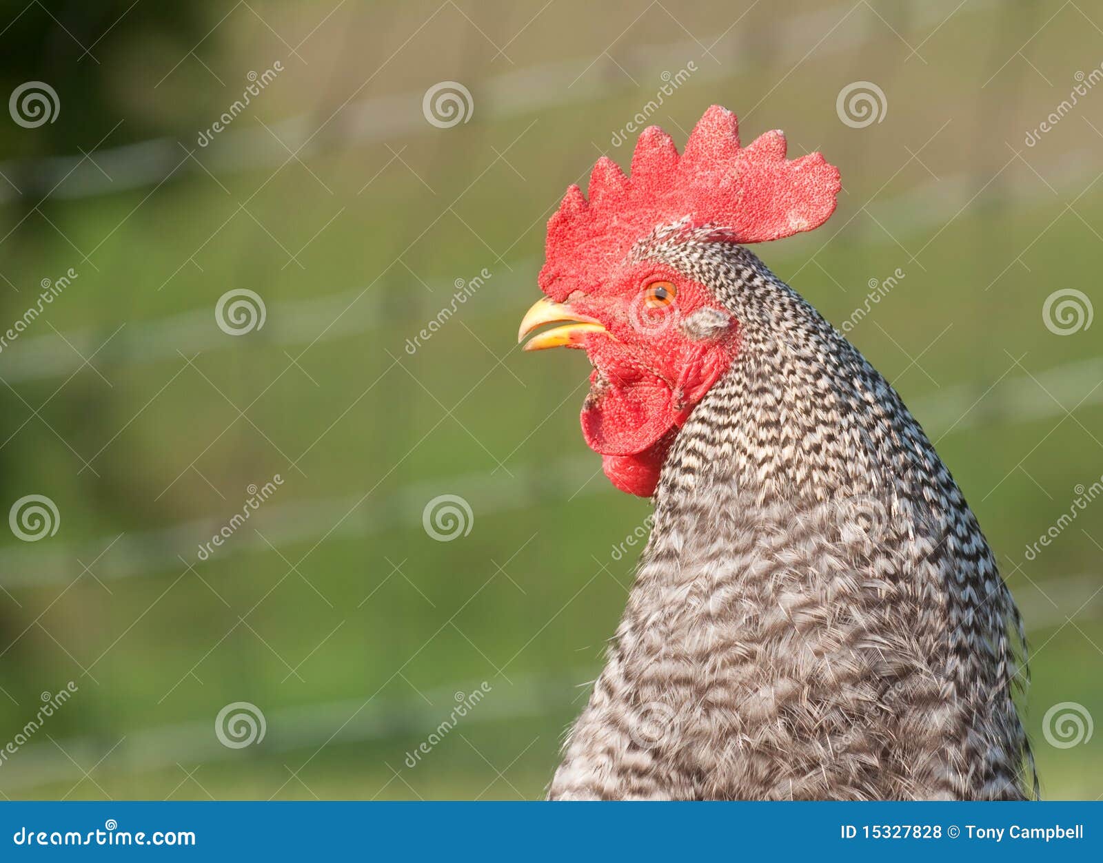 Versperde Rotshaan Met Omheining Op Achtergrond Stock Foto - Image of ...