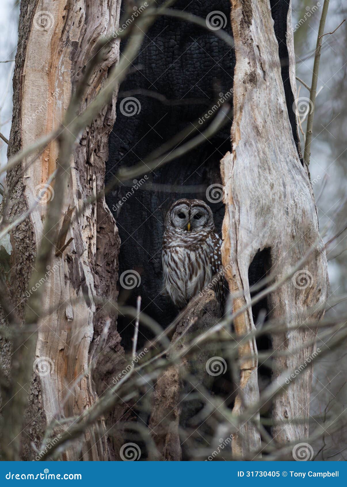 Versperde Uil in Een Dode Boom Stock Afbeelding - Image of hout, vogel ...