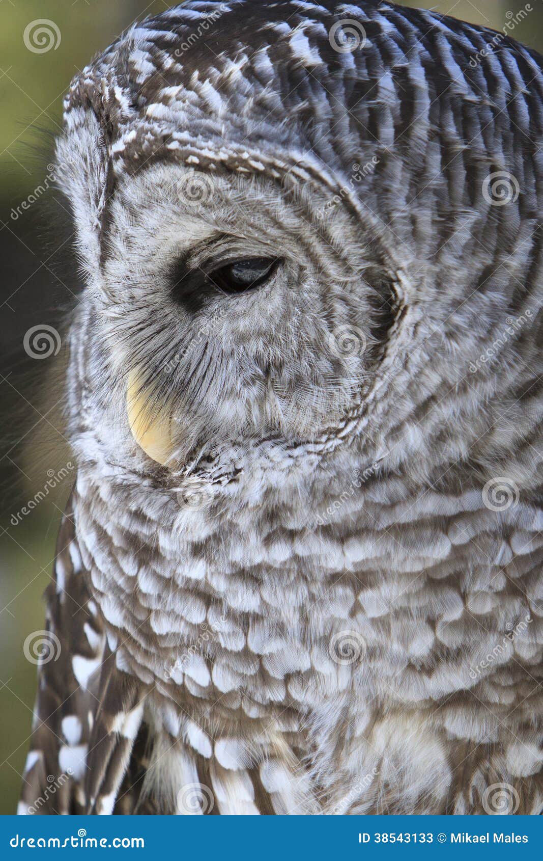Versperde Uil in Portretpositie Stock Afbeelding - Image of landschap ...