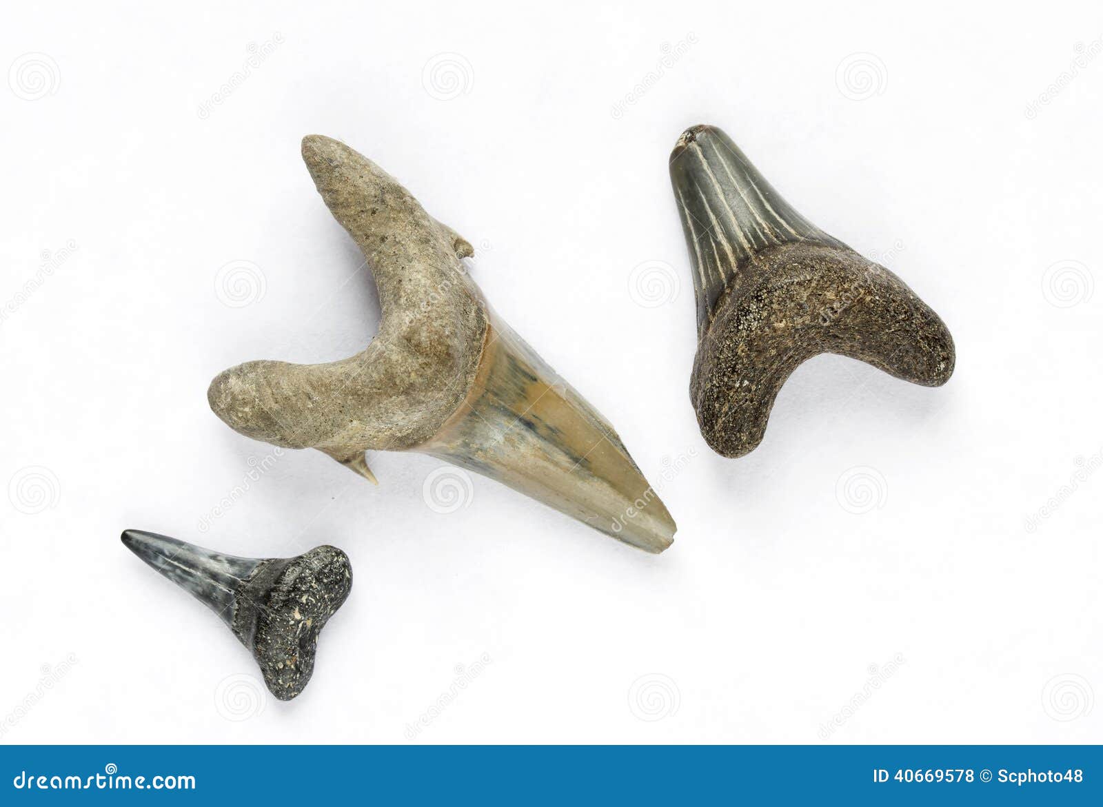 Verstarde haaientanden stock foto. Image of vervalst - 40669578