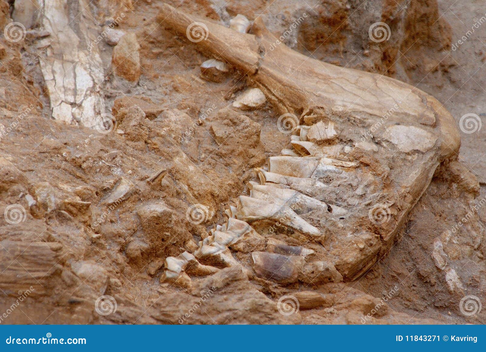 Versteinerte Knochen stockbild. Bild von untersuchung - 11843271