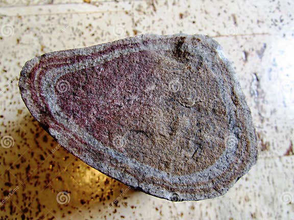 Versteinerter Knochen? stockfoto. Bild von versteinert - 45292558