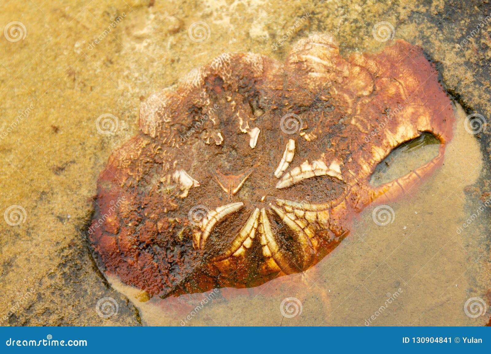 Versteinerter Seeigel Echinoidea Stockbild - Bild von sand, geschichte ...