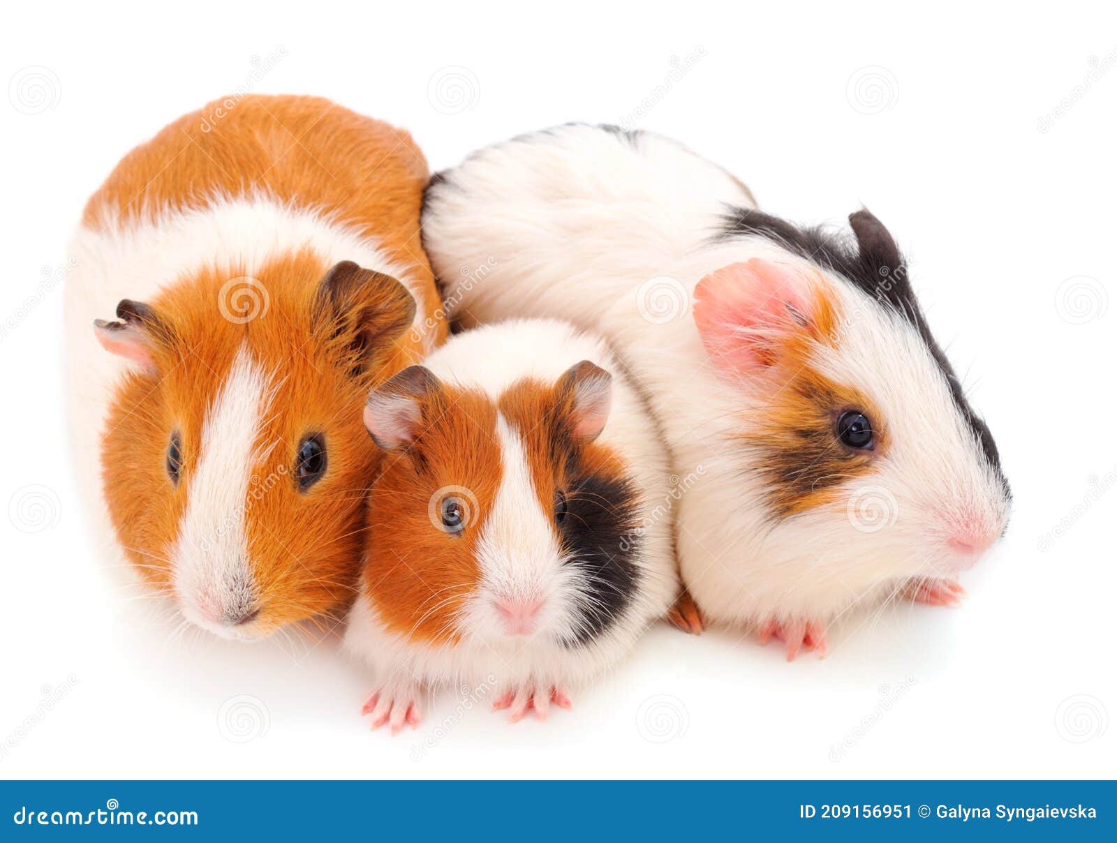 Meerschweinchen isoliert stockbild. Bild von säugetier - 209156951 Meerschweinchen isoliert stockbild. Bild von säugetier - 209156951