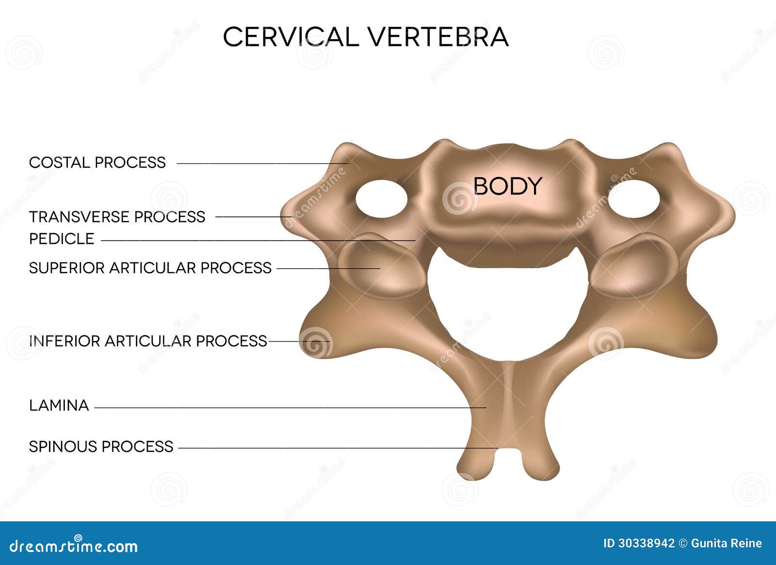 Vertèbre Cervicale Photographie stock - Image: 30338942