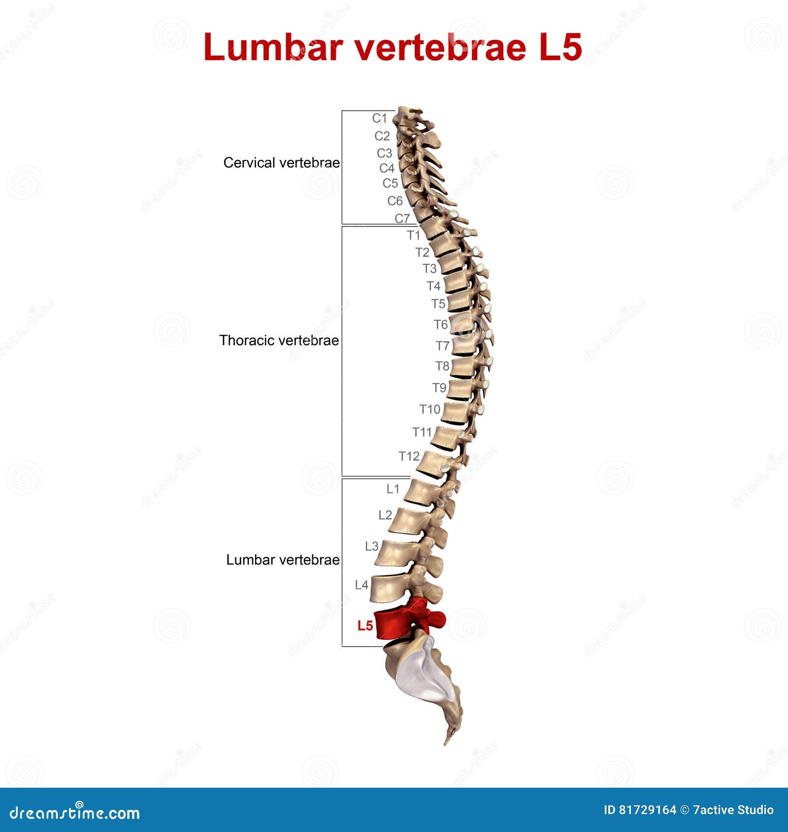 Vertèbres lombaires L5 illustration stock. Illustration du crâne - 81729164