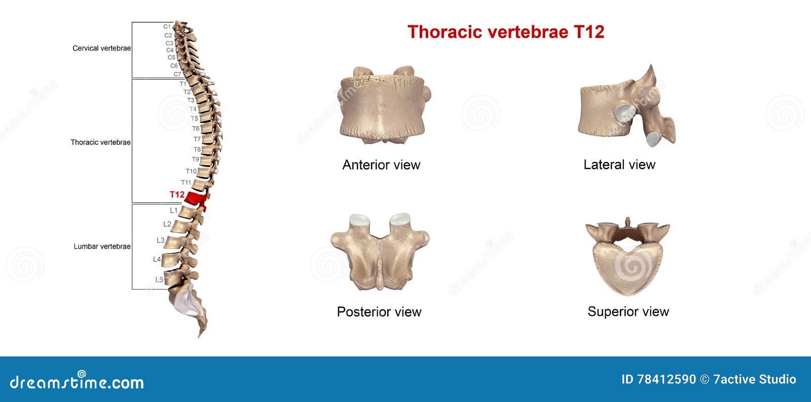 Vertèbres thoraciques T12 illustration stock. Illustration du ...