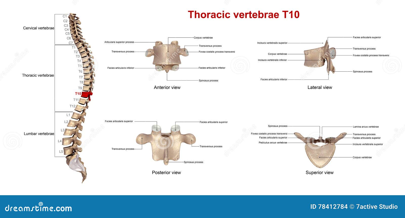 Vertèbres thoraciques T10 illustration stock. Illustration du lombaire ...
