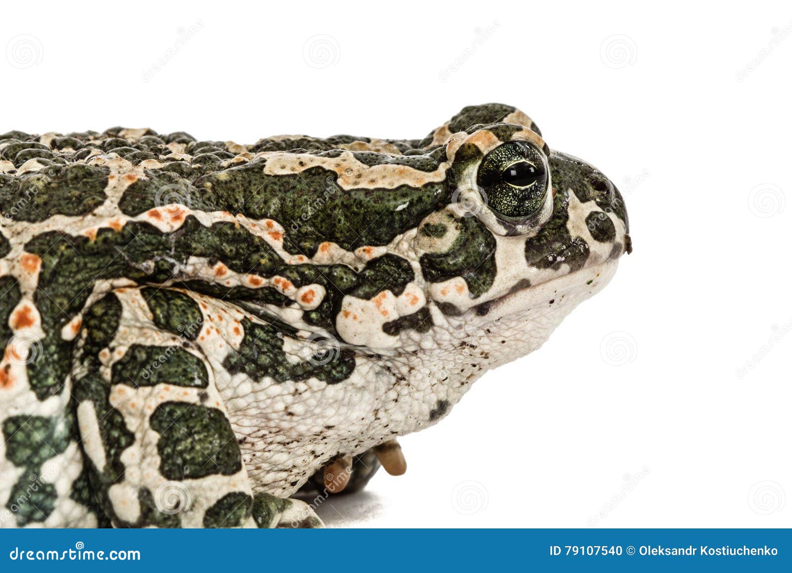 Vert De Crapaud, Lat Viridis De Bufo, D'isolement Sur Le Fond Blanc ...