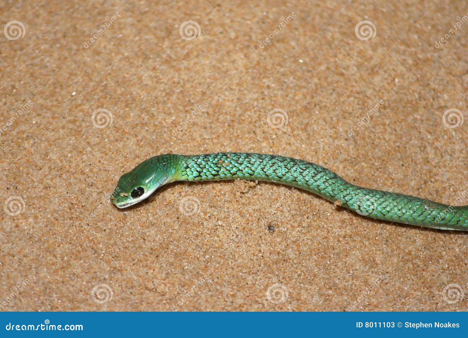 Vert de serpent image stock. Image du nature, reptile - 8011103