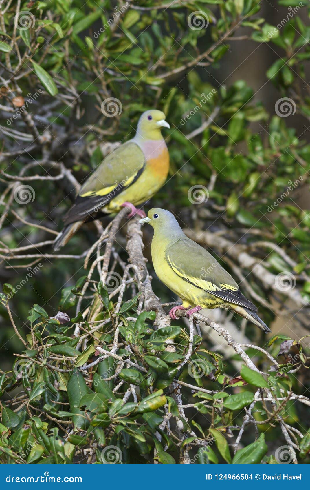 Vert-pigeon Orange-breasted - Bicinctus De Treron Photo stock - Image ...