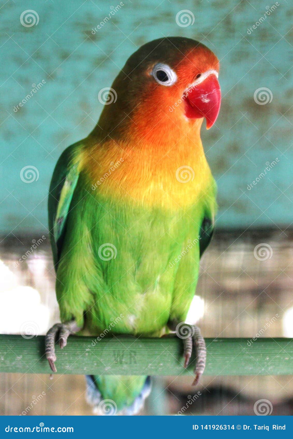 Vert Rouge De Plume De Bec De Perroquet De Perruche Beau Photo stock ...