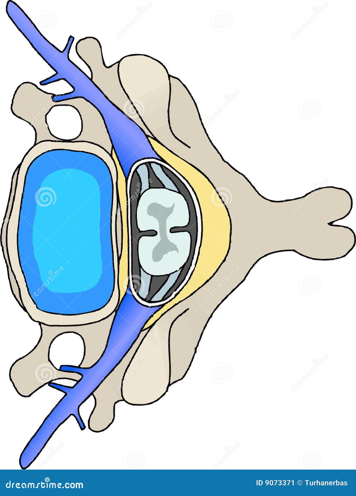 Vertebra Cartoons, Illustrations & Vector Stock Images - 8906 Pictures ...