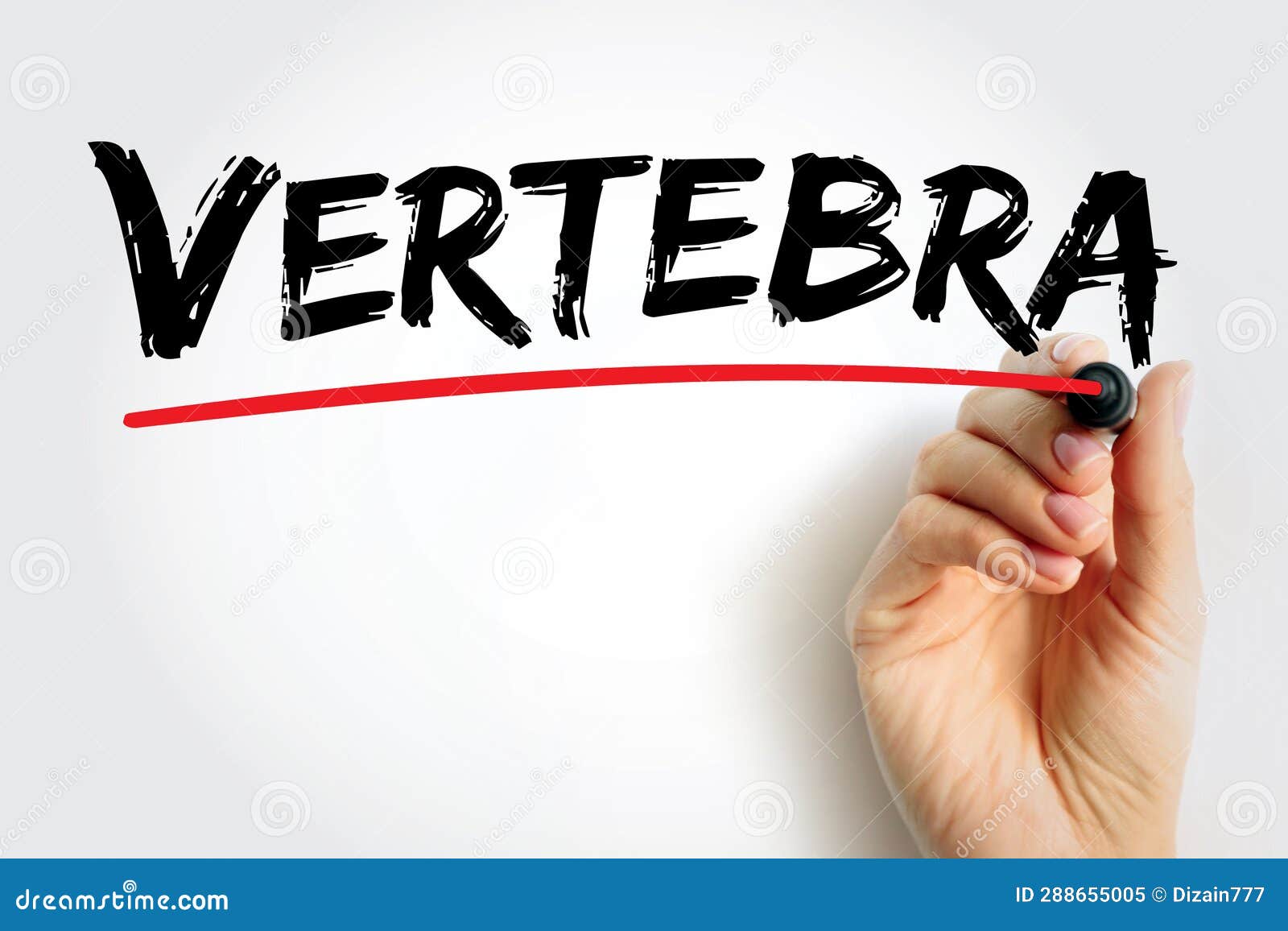 Vertebra - 33 Individual, Interlocking Bones that Form the Spinal ...