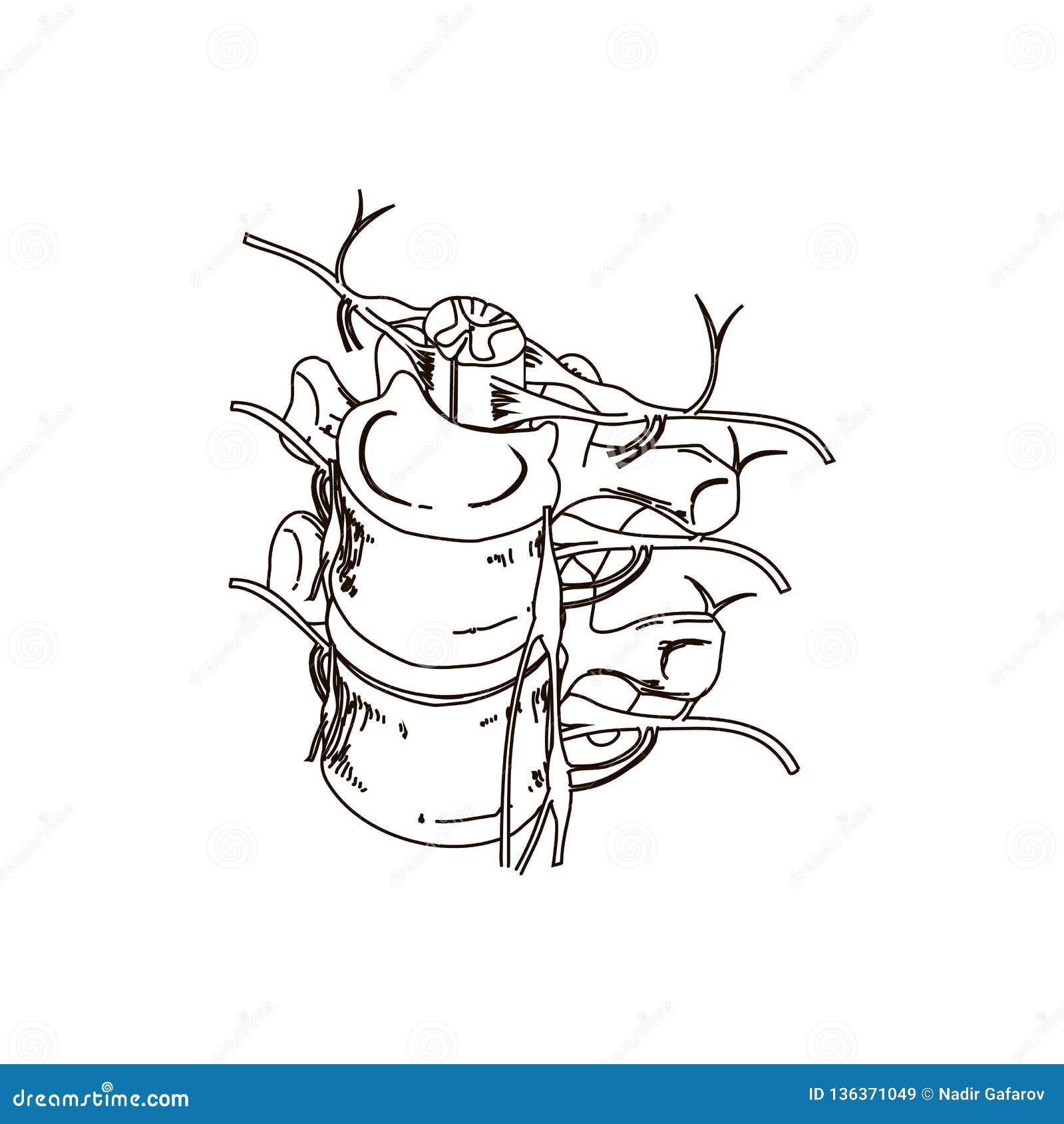 Vertebra Isolated Flat Vector Bones Illustration Stock Vector ...