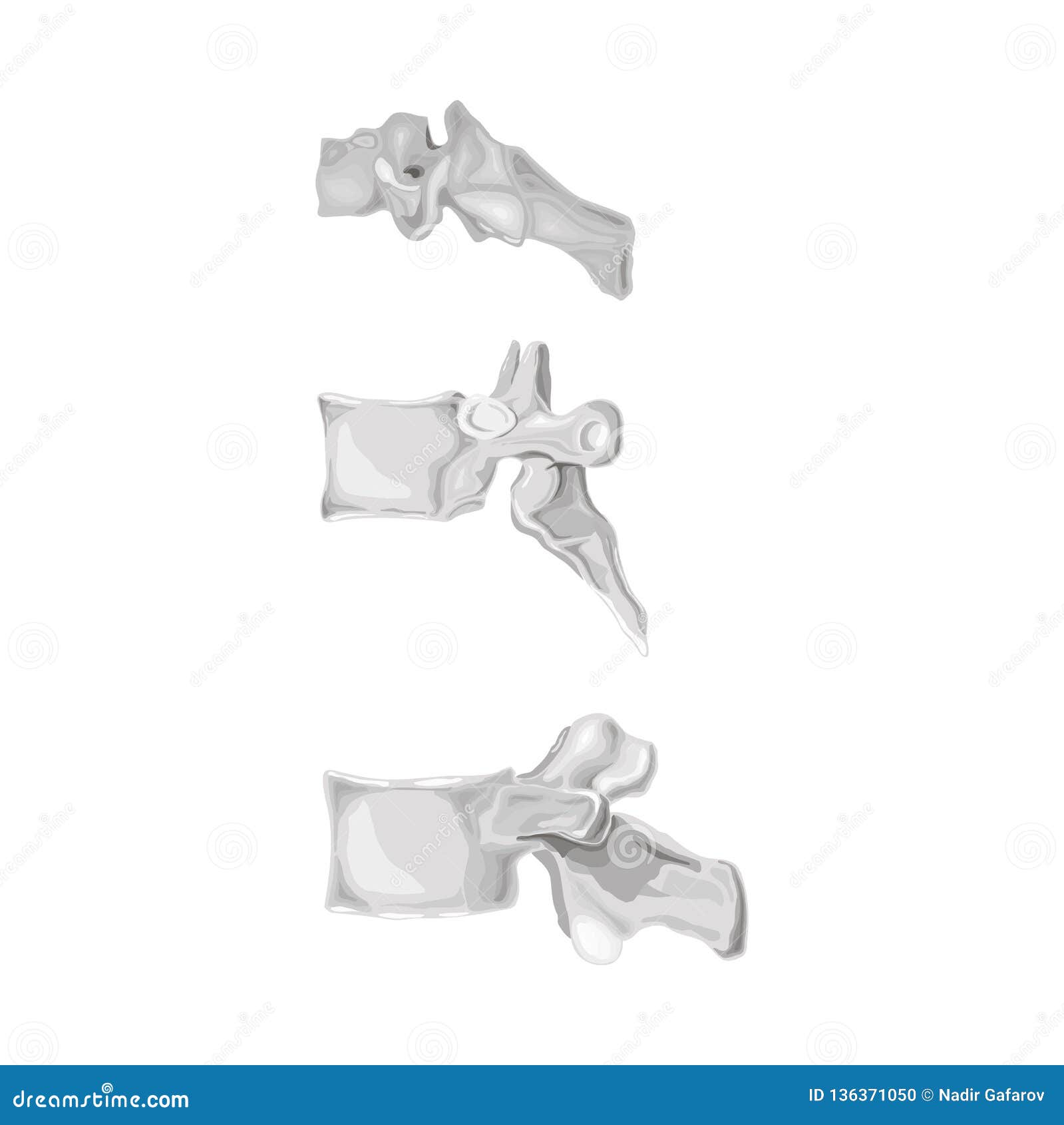 Vertebra Isolated Flat Vector Bones Illustration Stock Vector ...