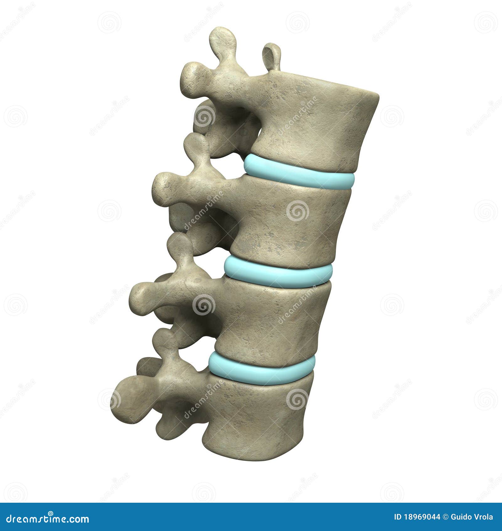Vertebrae stock illustration. Illustration of health - 18969044