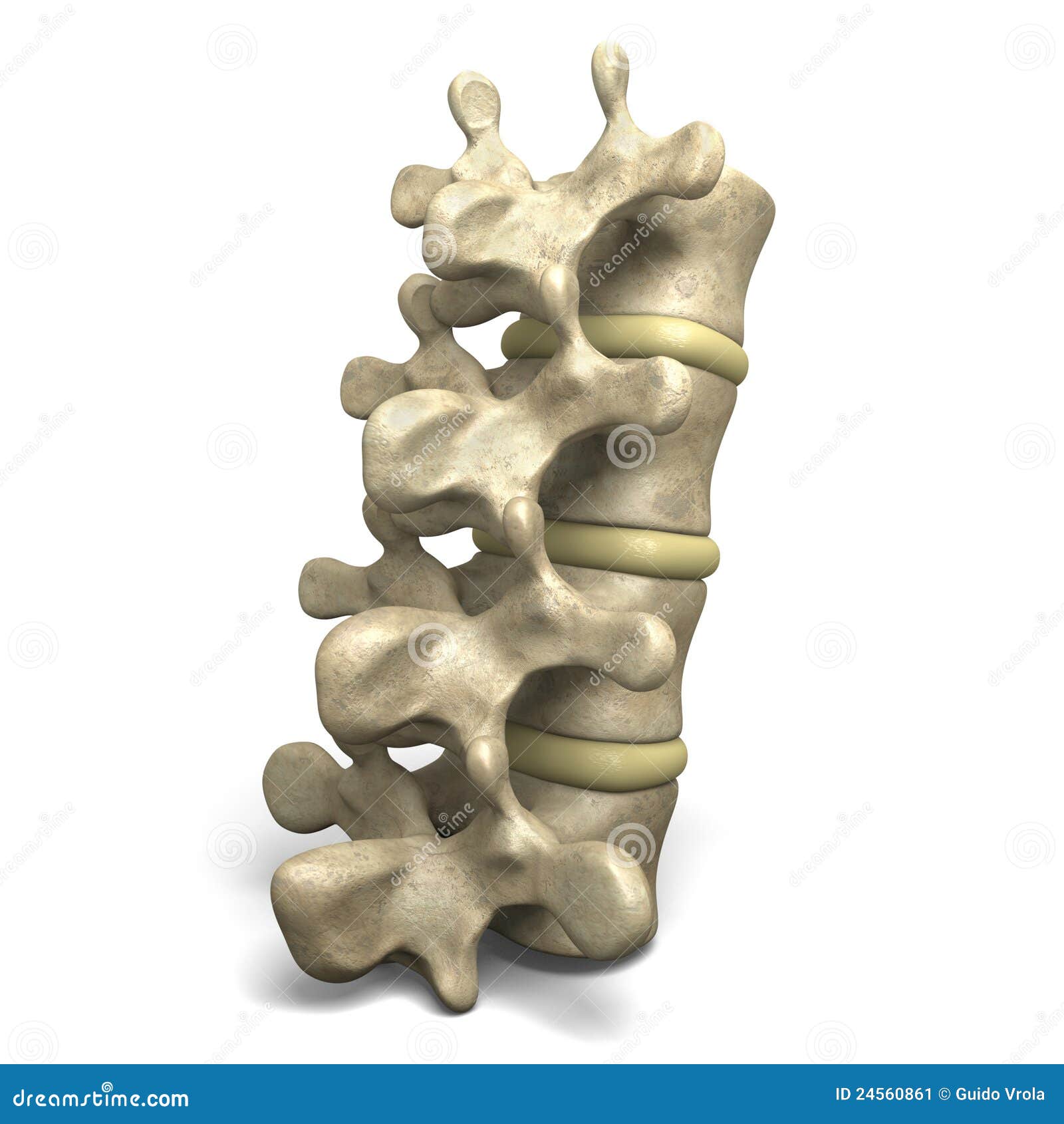 Vertebrae stock illustration. Illustration of ilium, anatomical - 24560861