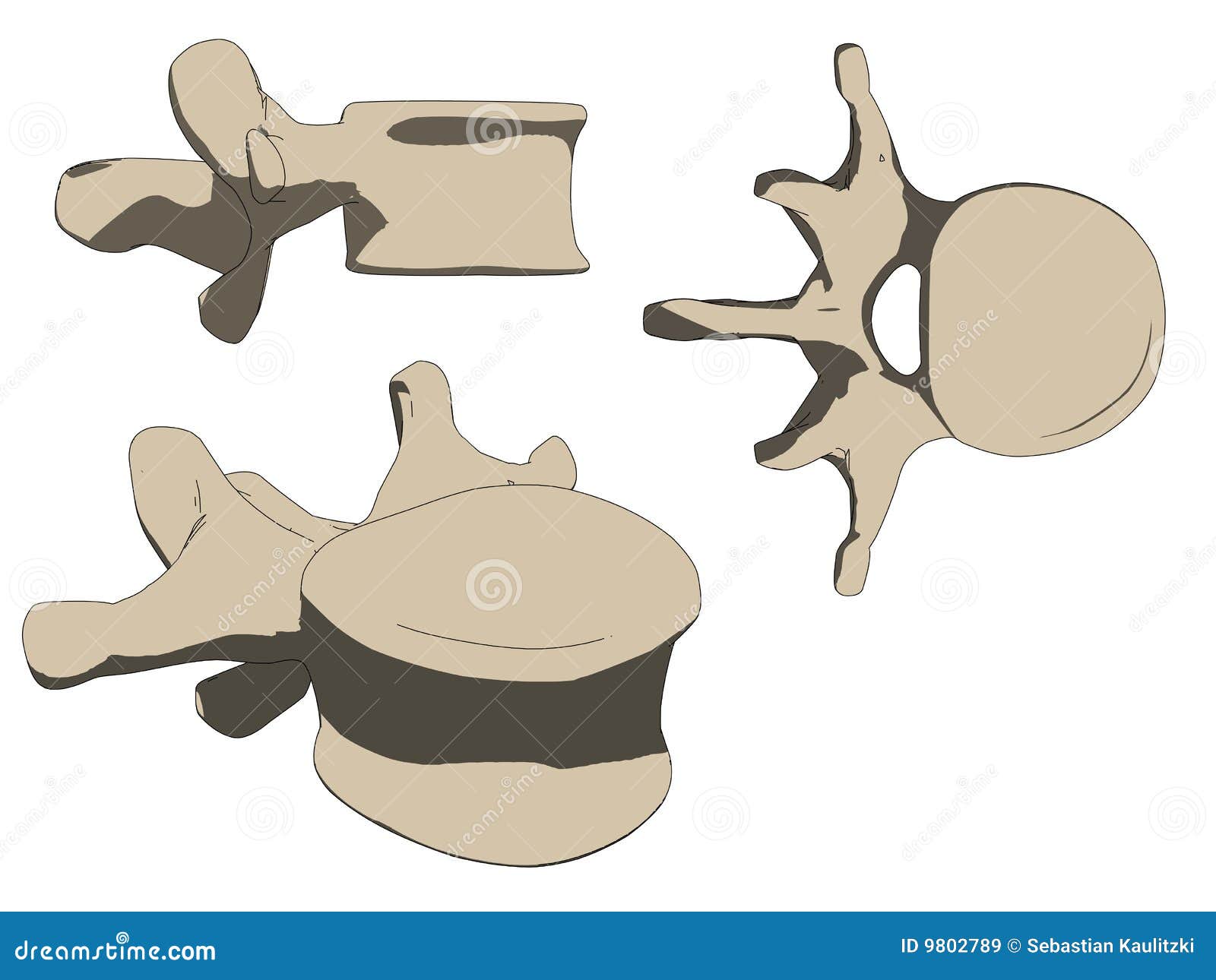 Vertebrae Cartoons, Illustrations & Vector Stock Images - 8080 Pictures ...