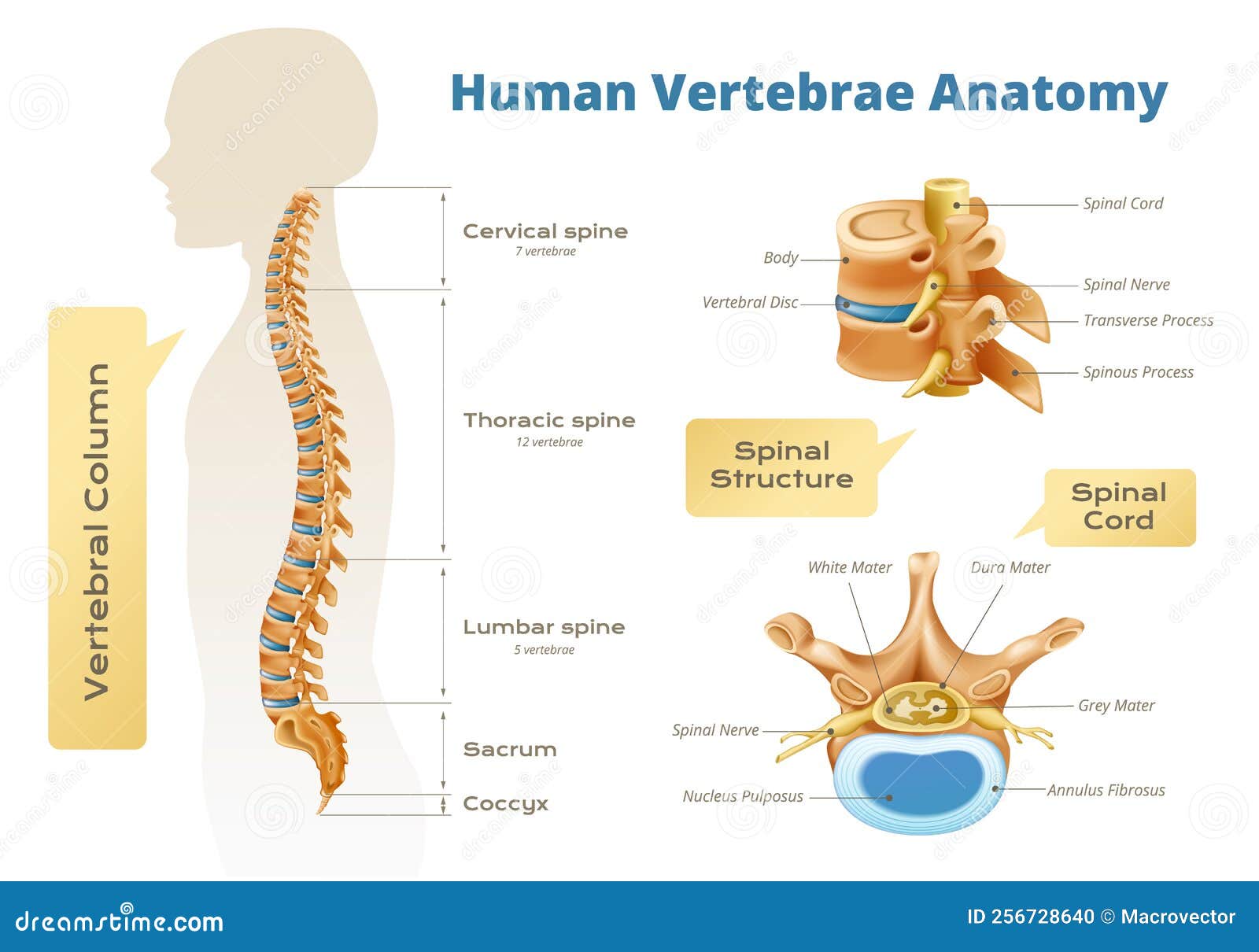 Vertebrae Anatomy Human Infographics Stock Vector - Illustration of ... Vertebrae Anatomy Human Infographics Stock Vector - Illustration of ...