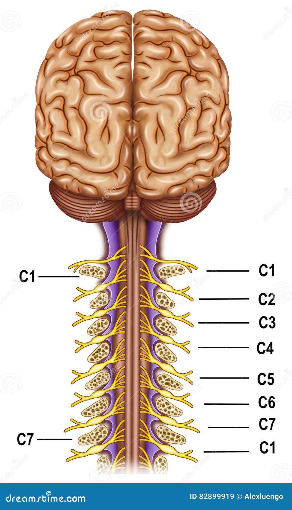 Cervical Nerves