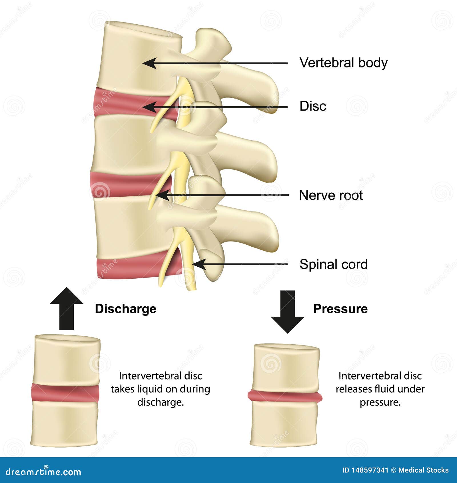 Vertebral Body and Disc Anatomy and Functionality on Pressure Medical ...