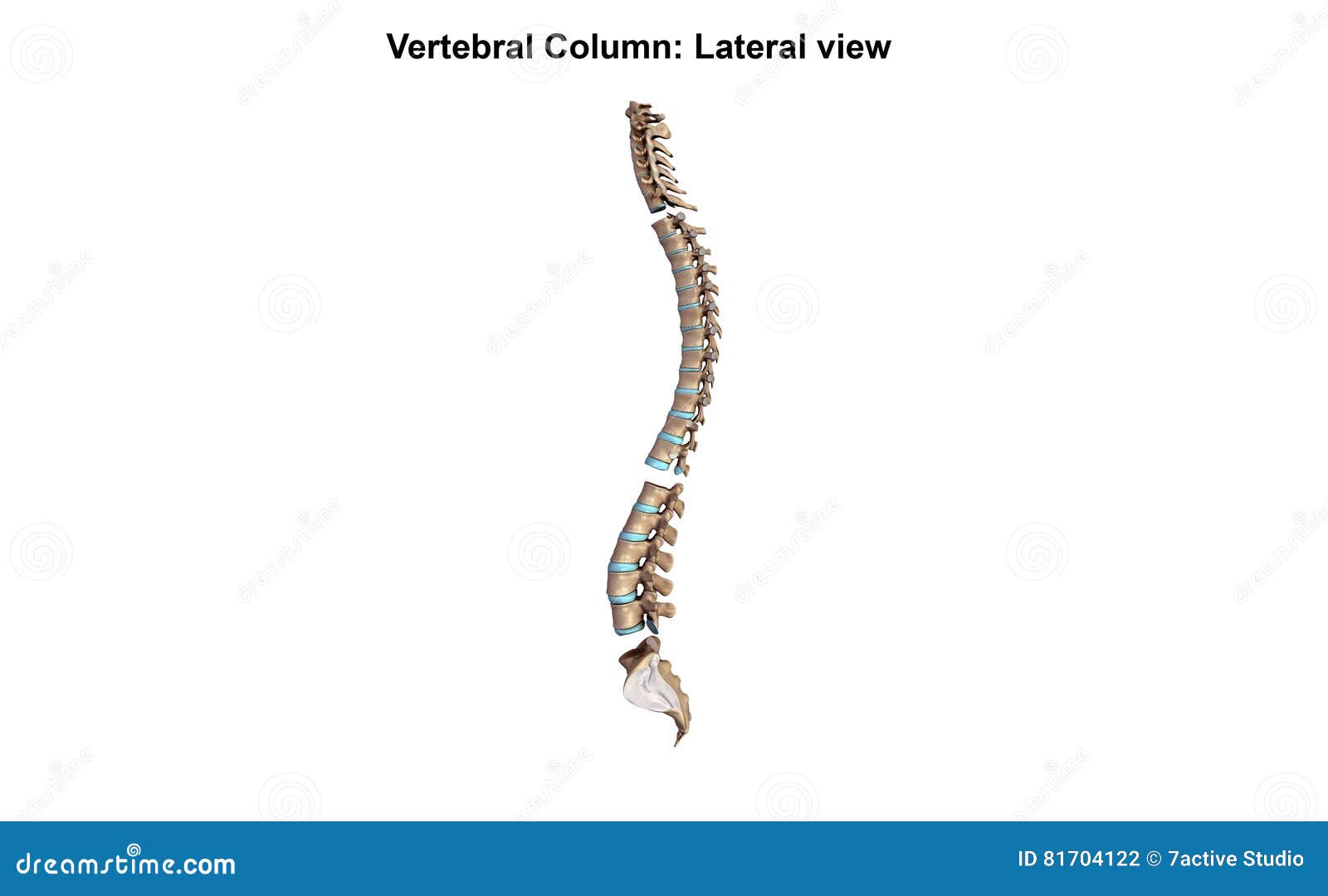 Vertebral Column Backbone Spine Labeled Chart Vector Illustration ... Vertebral Column Backbone Spine Labeled Chart Vector Illustration ...