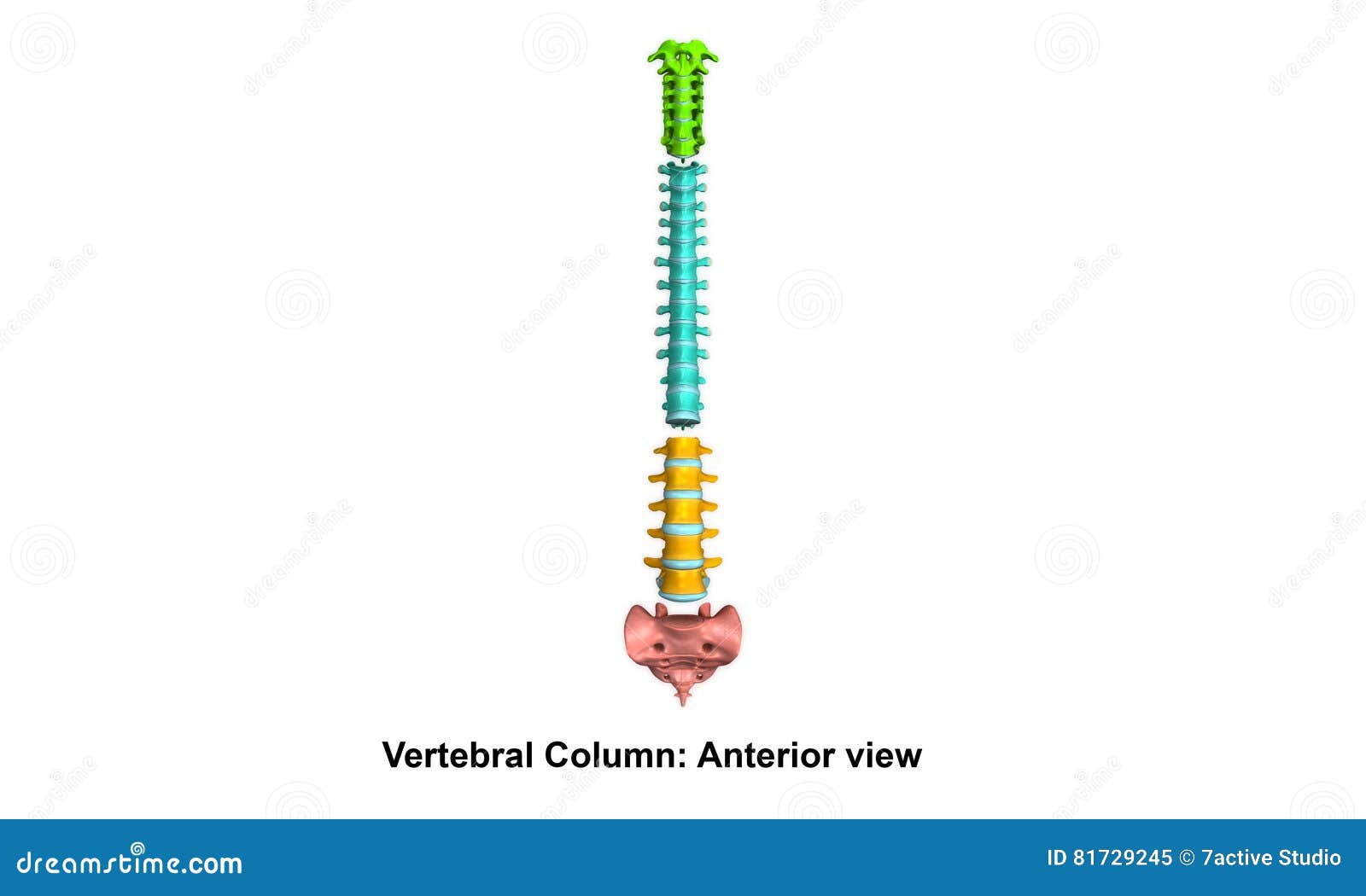 Vertebral Column stock illustration. Illustration of sacrum - 81729245