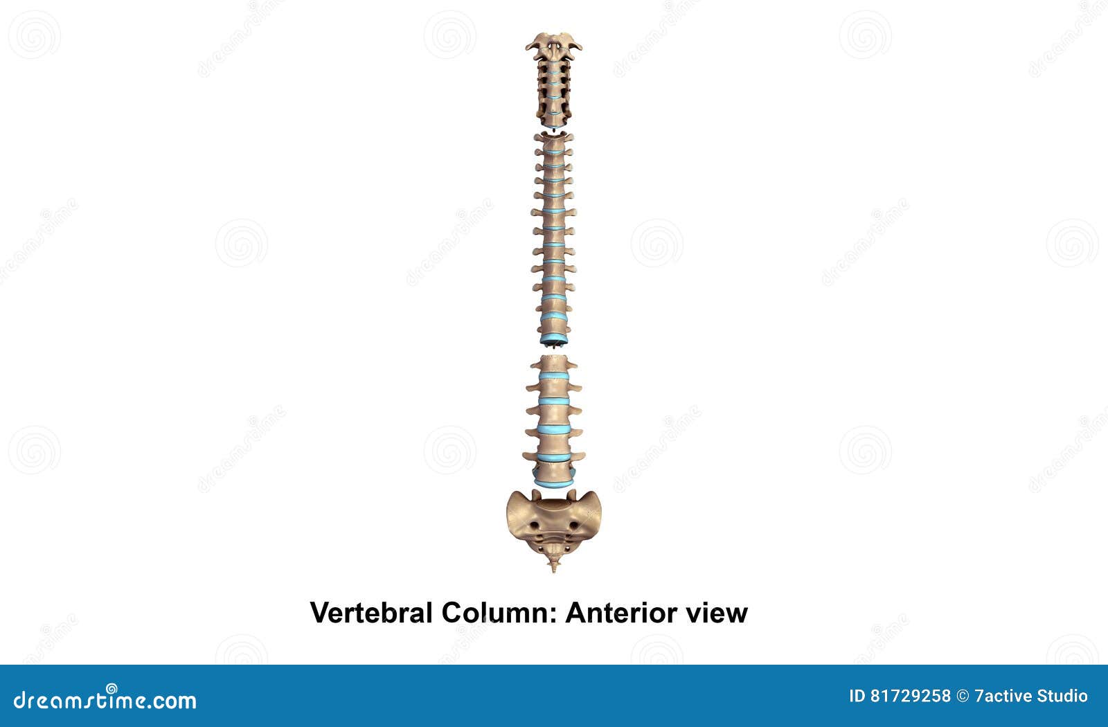 Vertebral Column stock illustration. Illustration of sacrum - 81729258