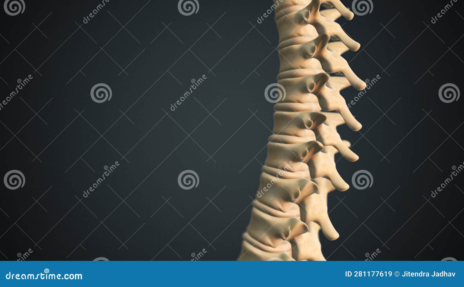 Vertebral Column Medical 3D Illustration Stock Illustration ...