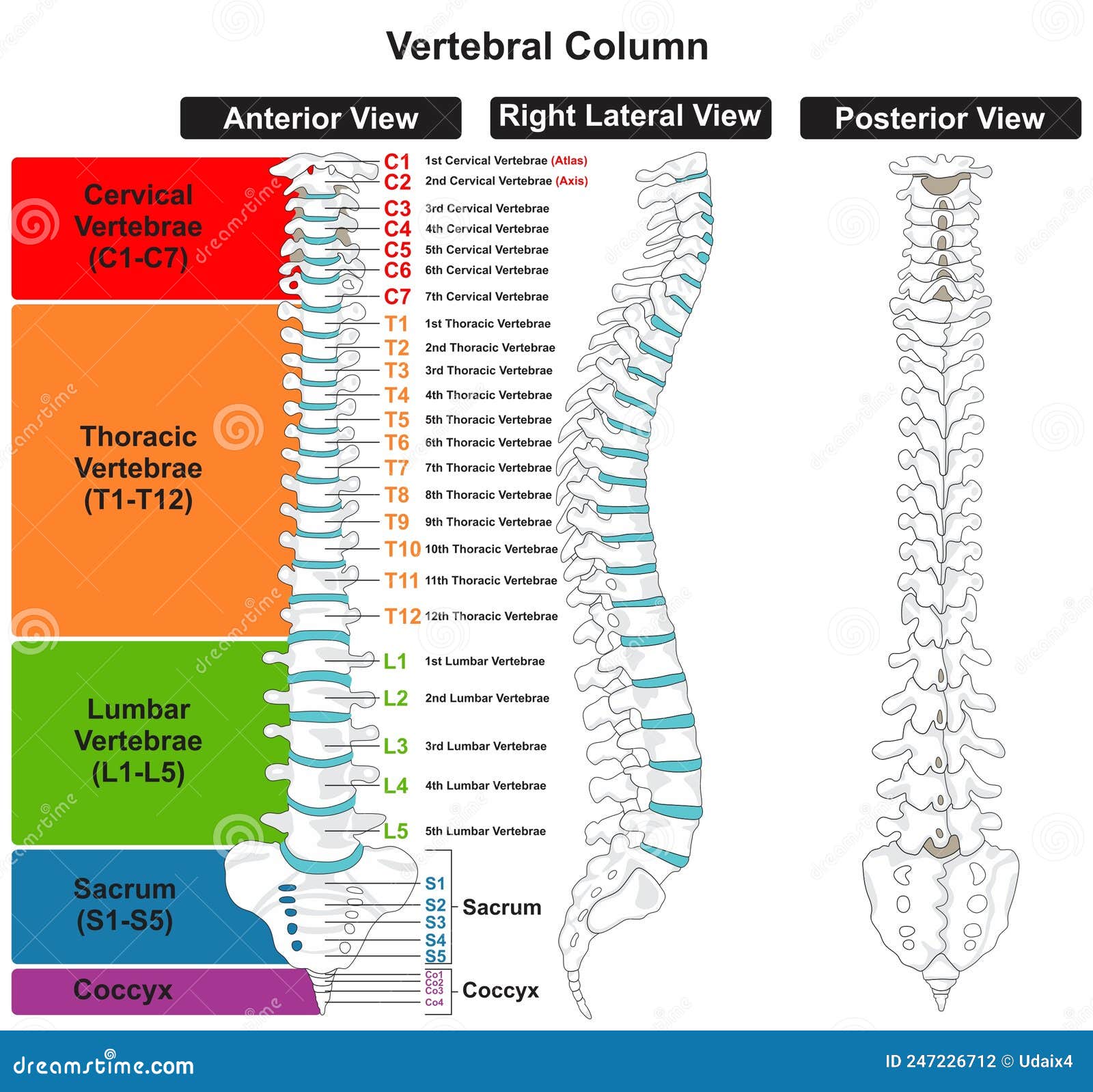 Vertebral Column Reflexology Chart Cartoon Vector | CartoonDealer.com ... Vertebral Column Reflexology Chart Cartoon Vector | CartoonDealer.com ...