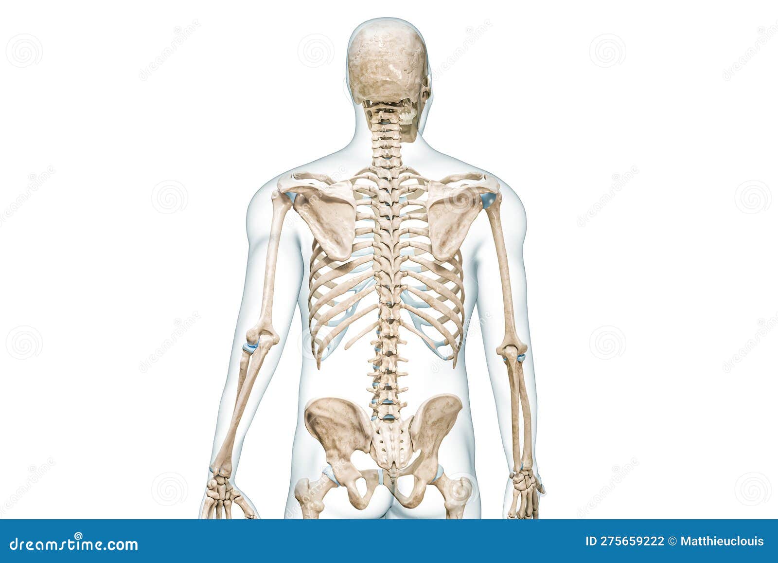 Vertebral Column Or Backbone Back View 3D Rendering Illustration ... Vertebral Column Or Backbone Back View 3D Rendering Illustration ...