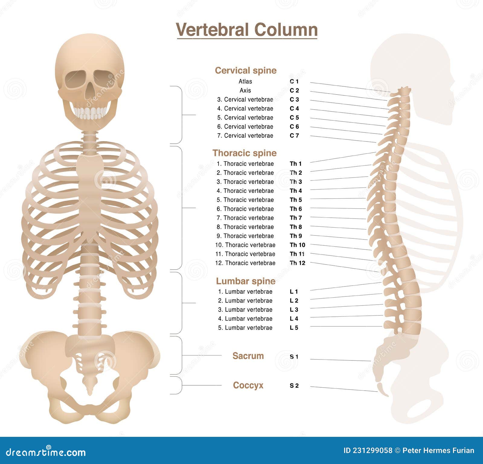 Vertebral Column Backbone Spine Labeled Chart Vector Illustration ... Vertebral Column Backbone Spine Labeled Chart Vector Illustration ...