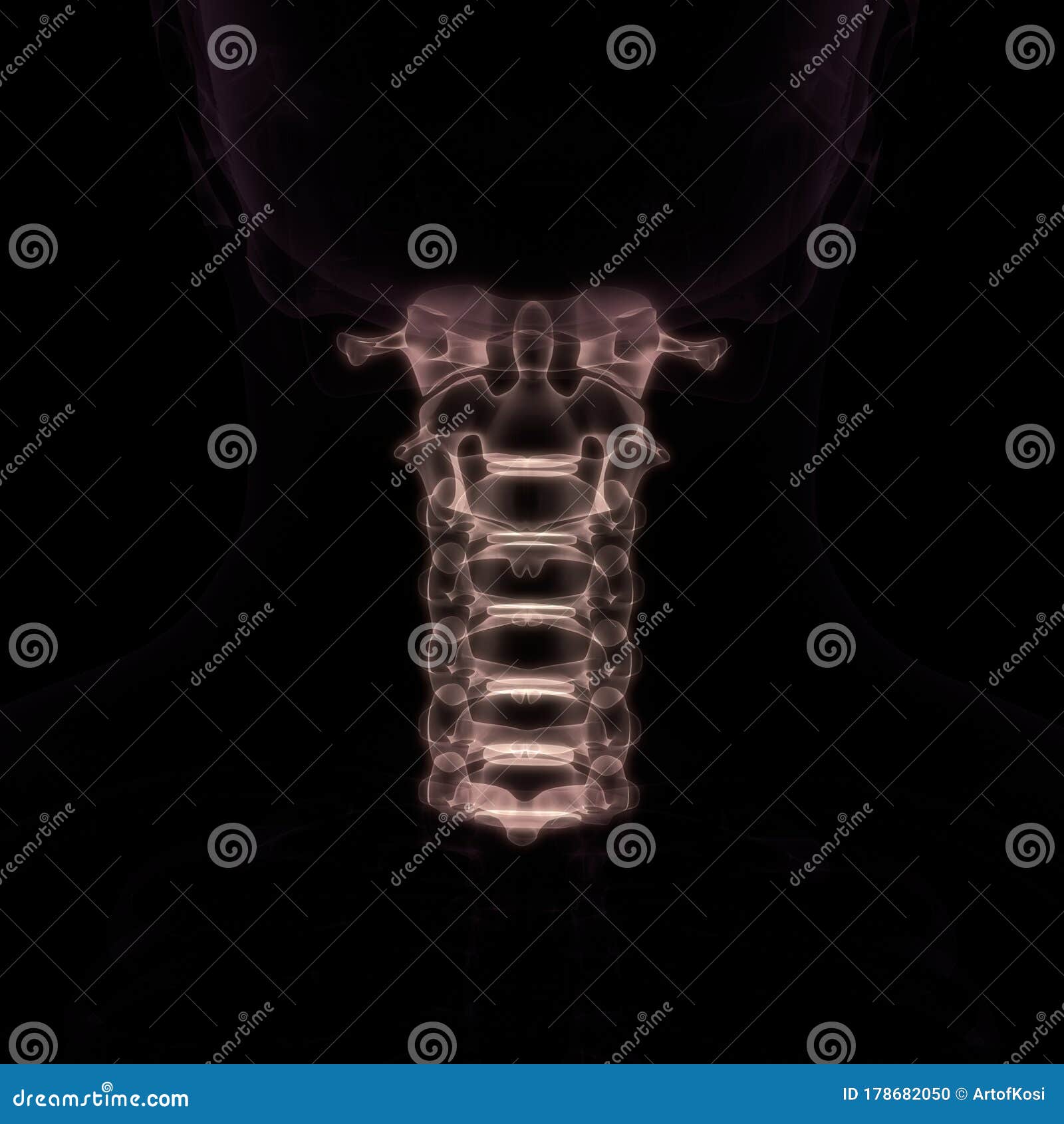 Vertebral Column Cervical Vertebrae of Human Skeleton Anatomy X-ray 3D ...