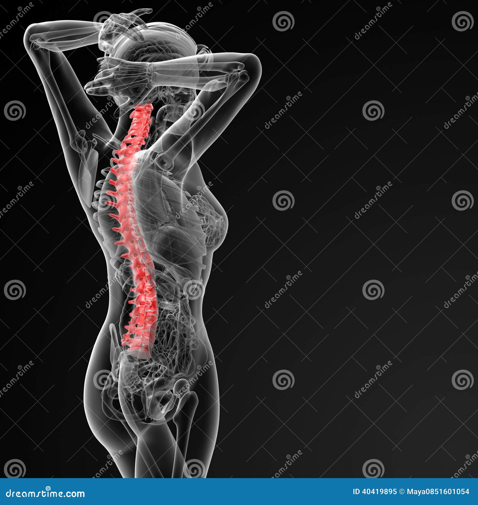 Vertebral Column Of Human Body Anatomy Infographic Diagram Medical ...