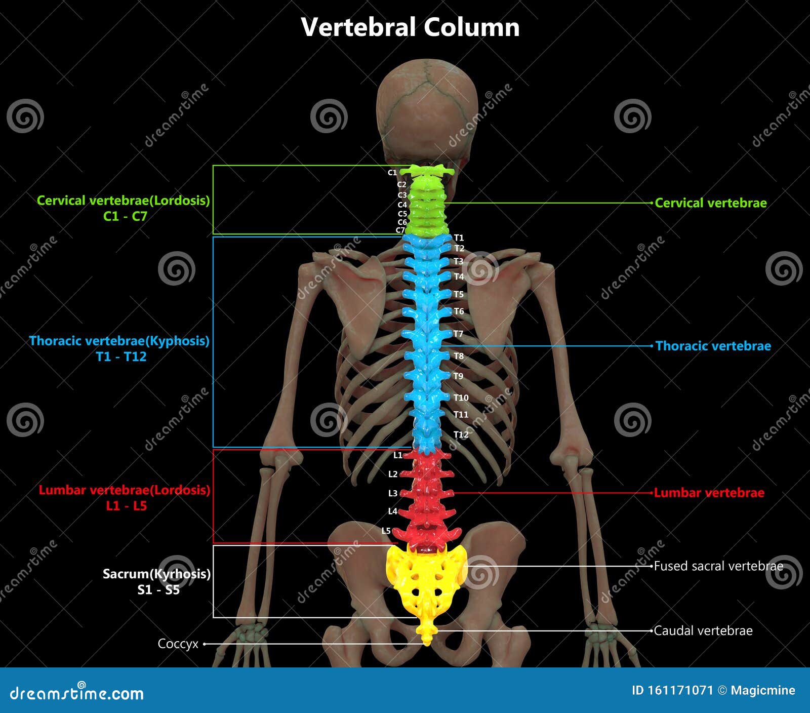 Vertebral Column of Human Skeleton System Anatomy Stock Illustration ...