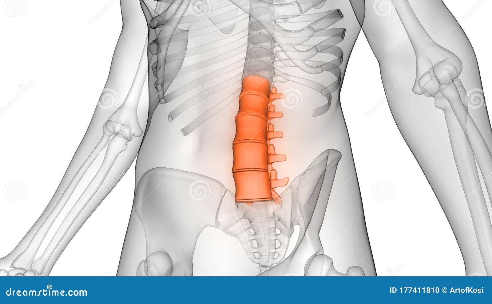 Vertebral Column Lumbar Vertebrae of Human Skeleton System Anatomy 3d ... Vertebral Column Lumbar Vertebrae of Human Skeleton System Anatomy 3d ...