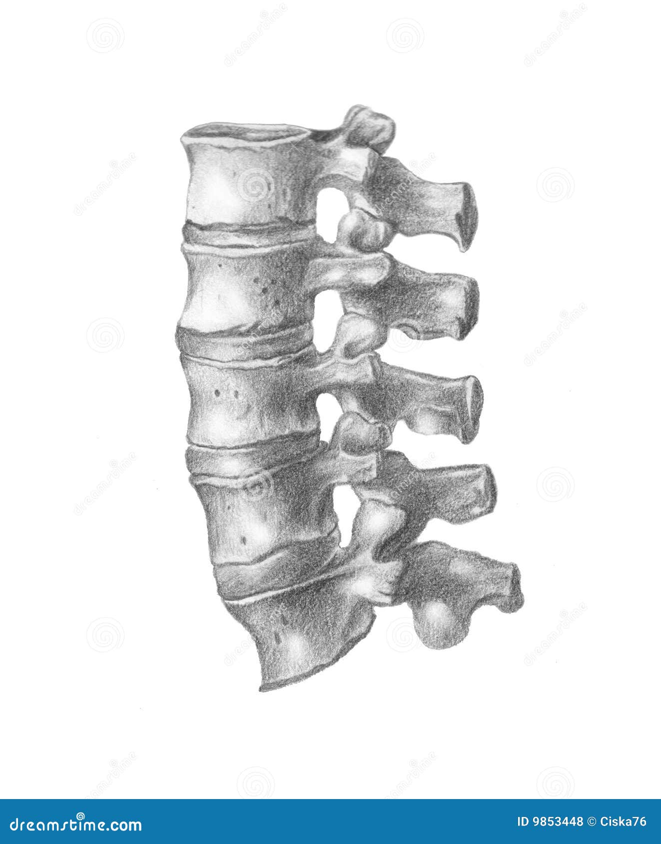 Vertebral Column, Man S Anatomy Stock Illustration - Illustration of ...