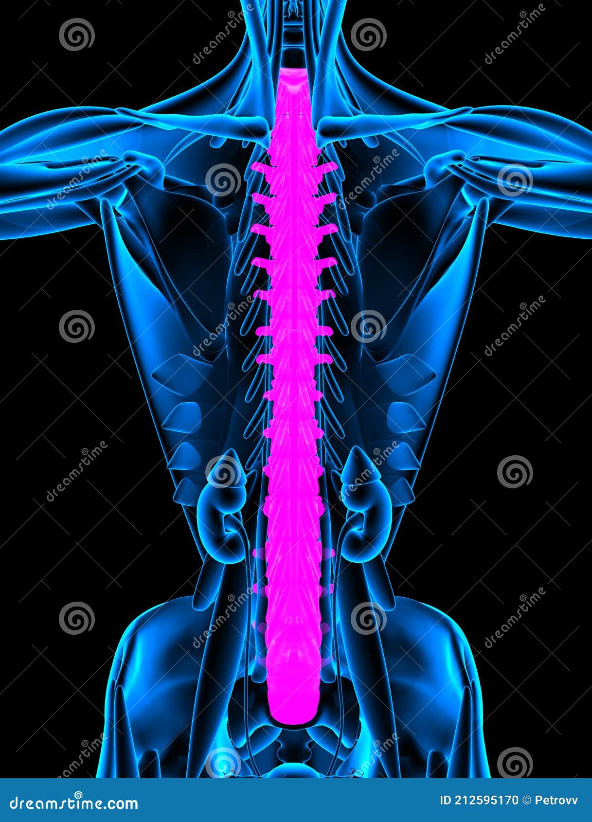 Vertebral Column Rear View X-ray Stock Illustration - Illustration of ...