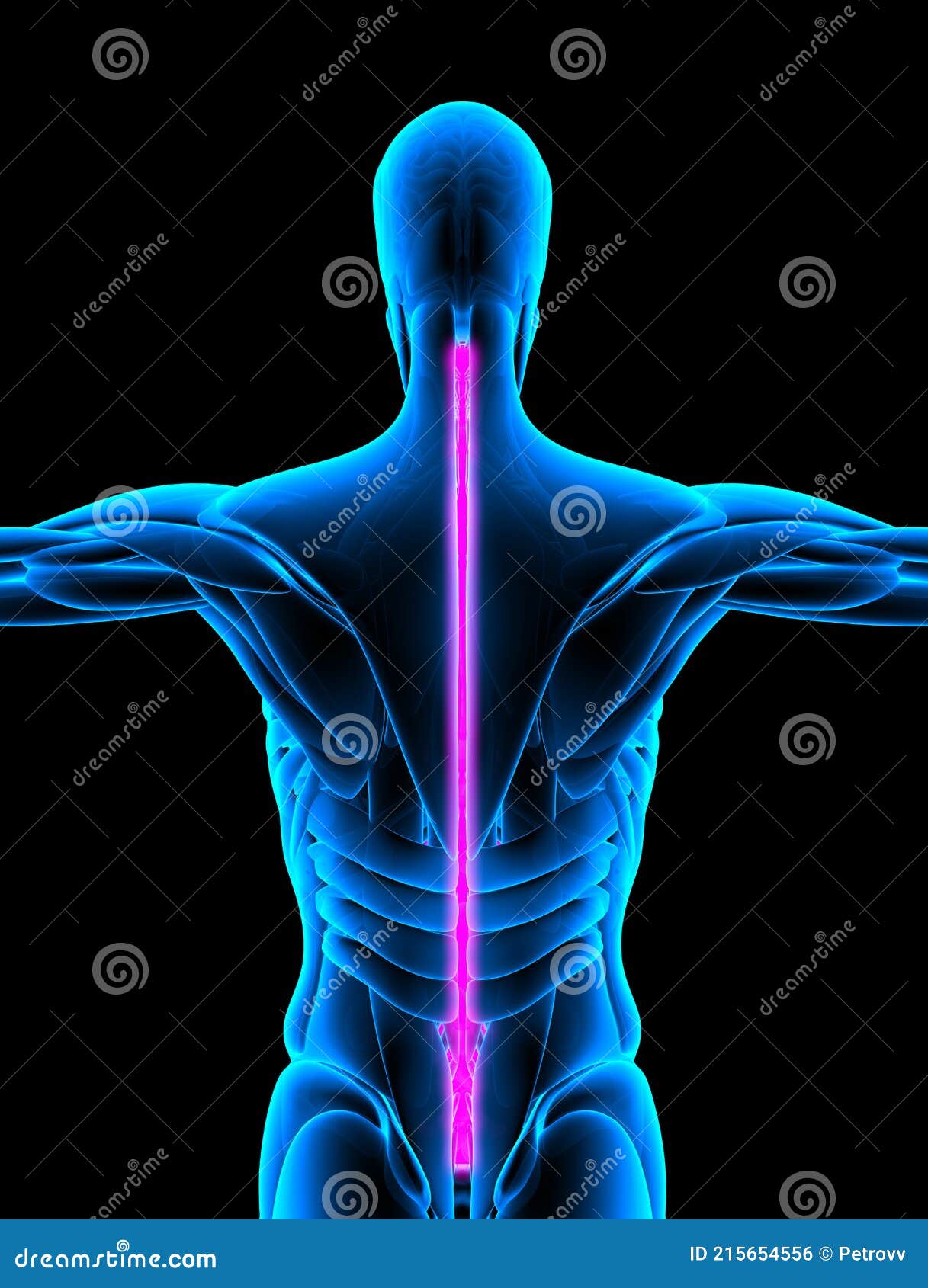 Vertebral Column Rear View X-ray Stock Illustration - Illustration of ...