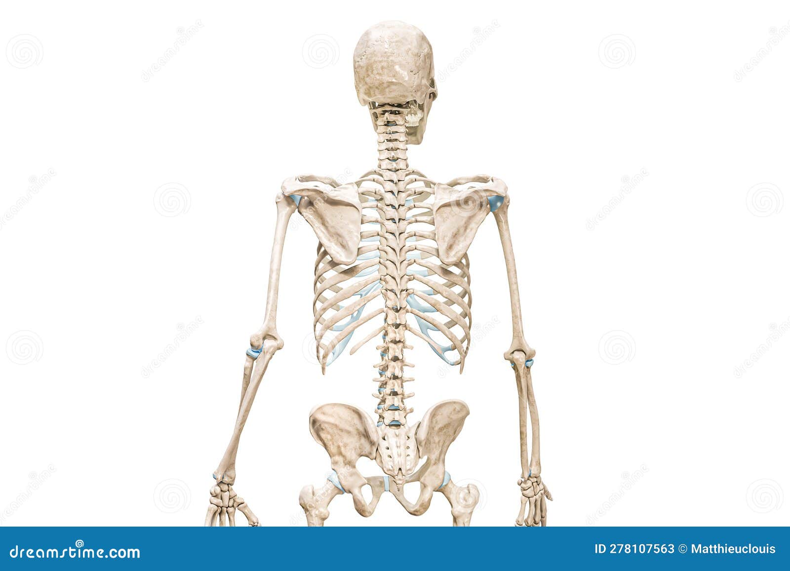 Vertebral or Spinal Column or Backbone Back View 3D Rendering ...