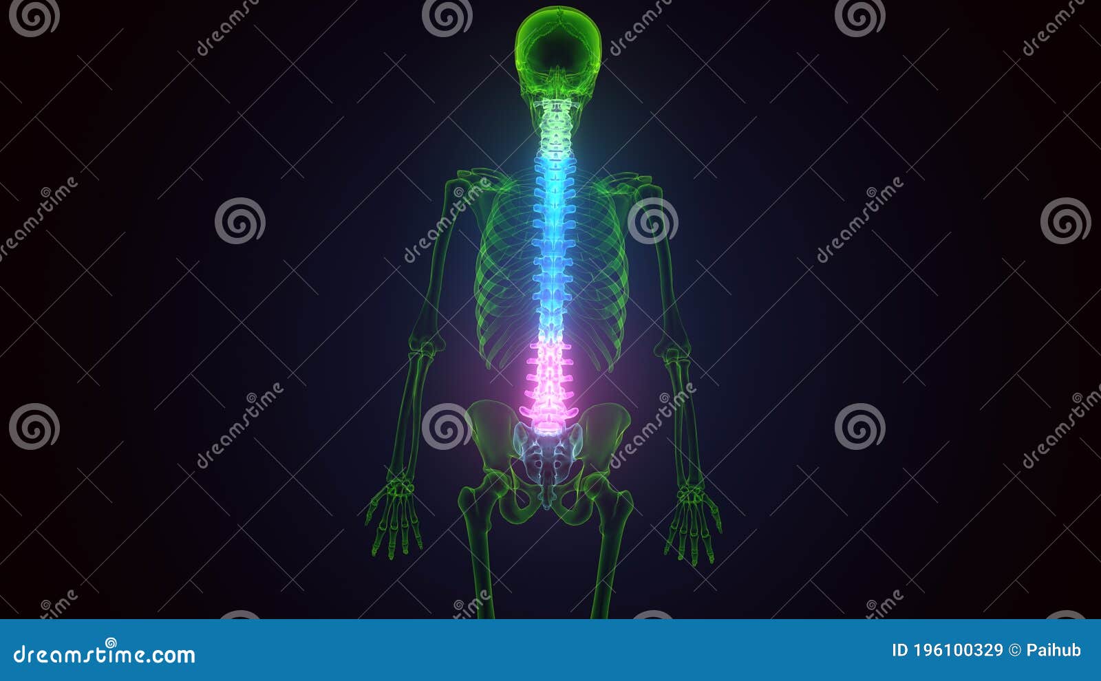 3d Render of Human Body Spinal Bone Anatomy Stock Illustration ...