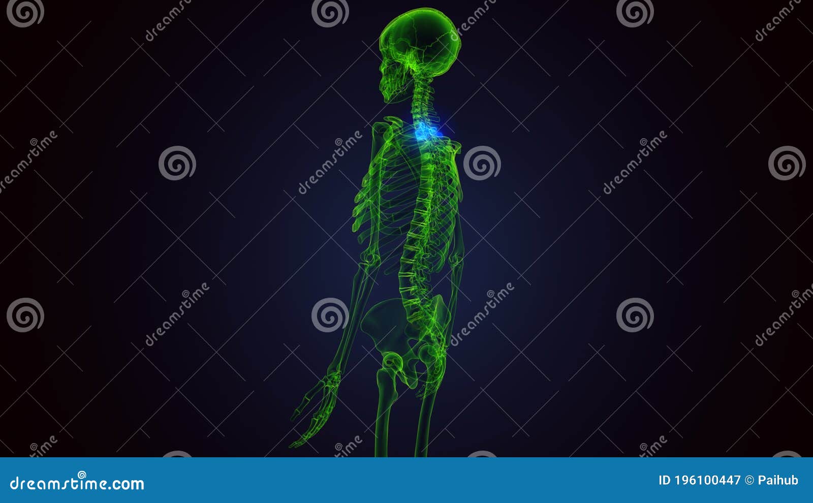 3d Render of Human Skeleton Thoracic Vertebrae Bone Anatomy Stock ...